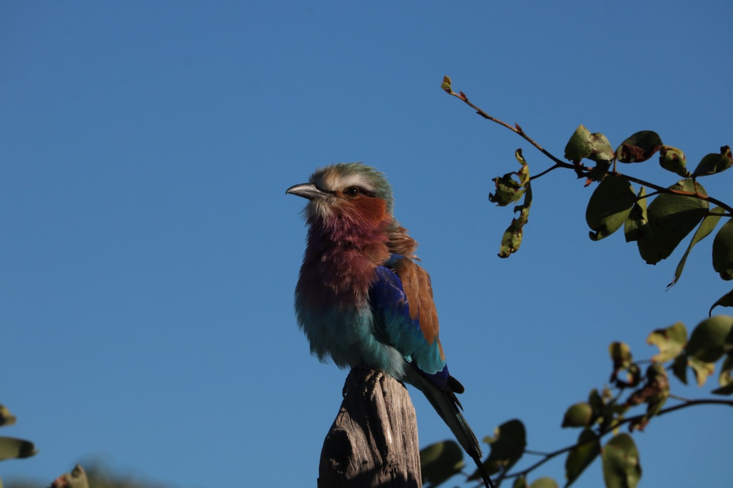 Botswana – catsgreatadventure